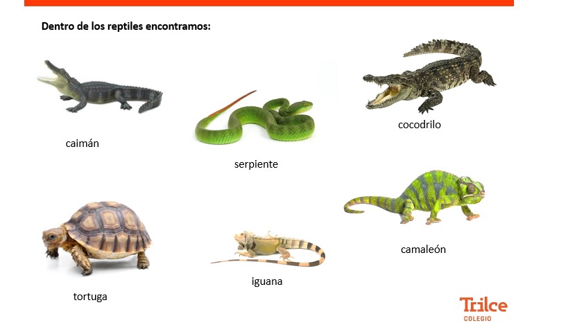 TOMi.digital - ANIMALES VERTEBRADOS