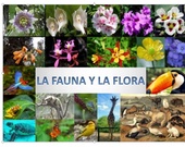 TOMi.digital - Fauna y Flora