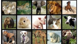 TOMi.digital - ANIMALES OVÍPAROS Y VIVÍPAROS.