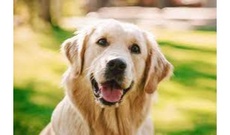 TOMi.digital - Animales domésticos y salvajes