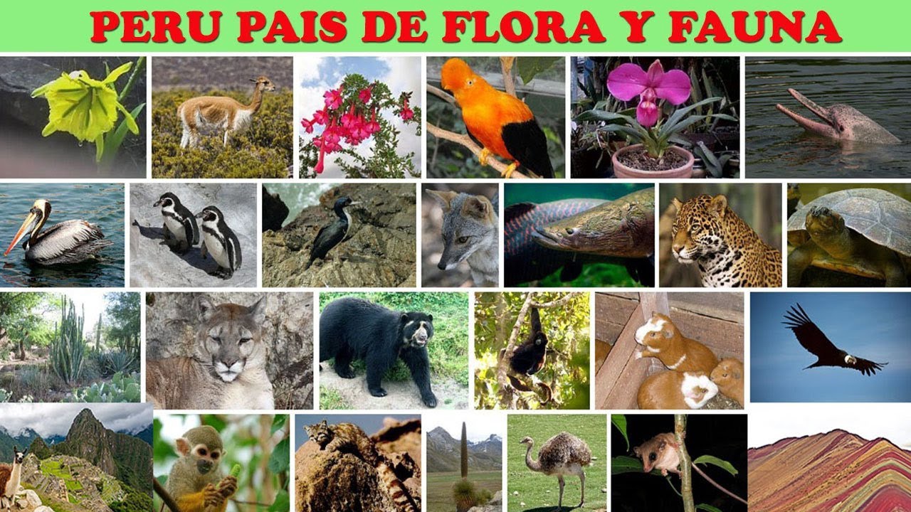 TOMi.digital - Flora y fauna del Perú