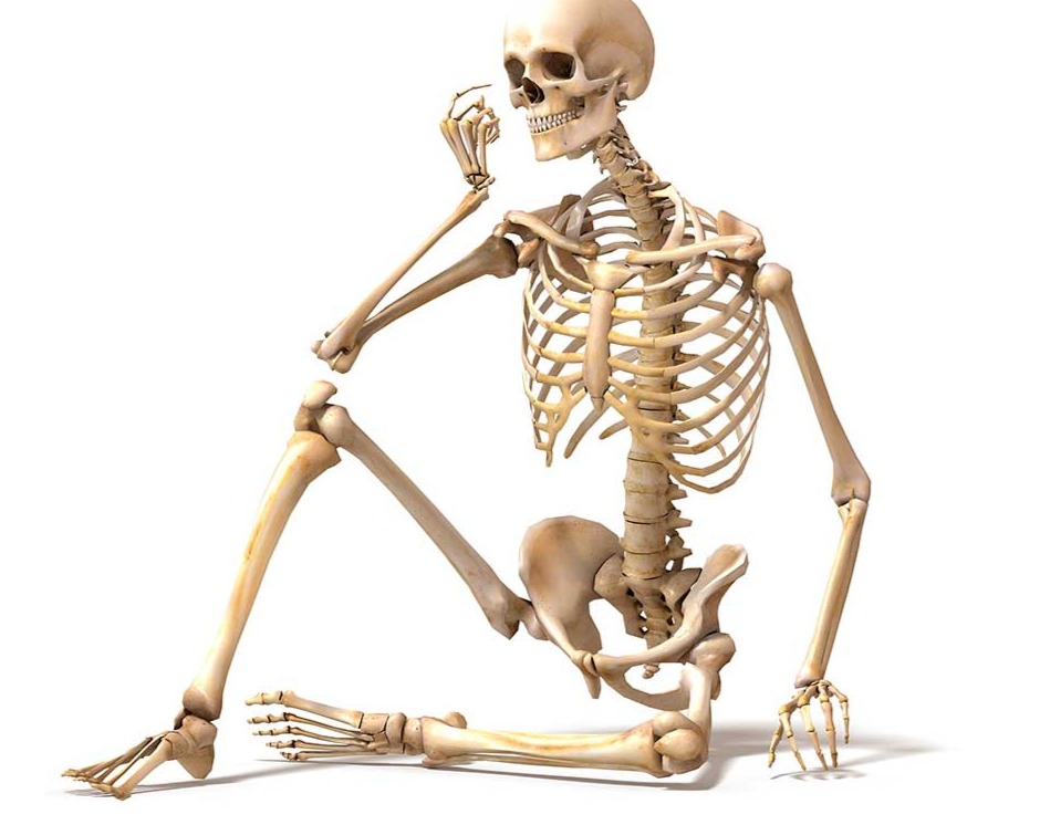 Endoesqueleto Vs Exoesqueleto