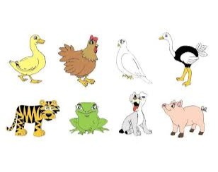 TOMi.digital - Animales bìpedos y cuadrùpedos