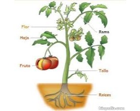 TOMi.digital - Partes de la planta