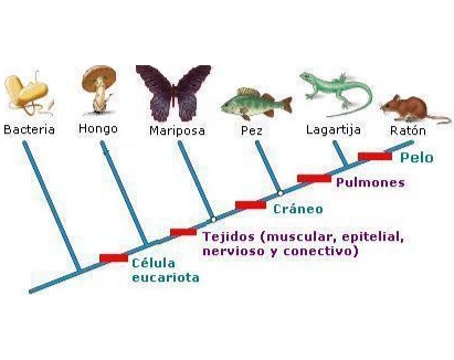 Taxonomia Clasificacion De Los Seres Vivos TOMi.digital
