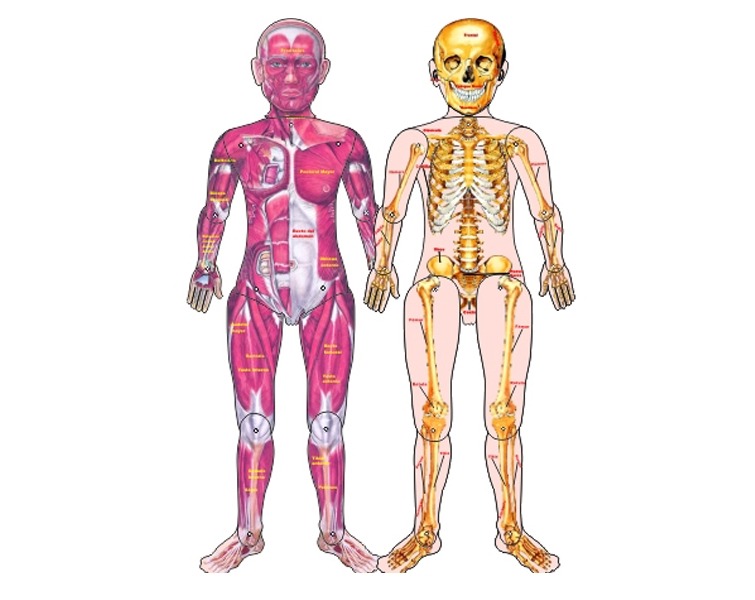 Imgenes Del Sistema Locomotor Sistema Locomotor Aparato Locomotor