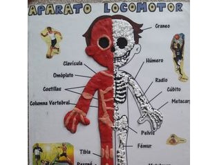TOMi.digital - Aparato locomotor