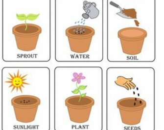 TOMi.digital - PARTS OF THE PLANT AND NEEDS