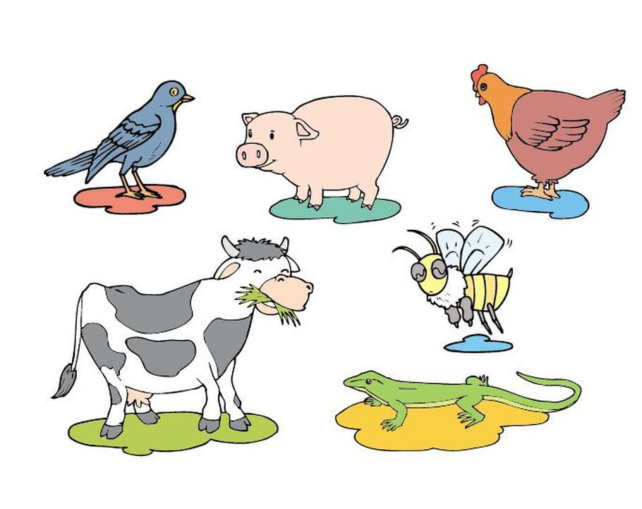 TOMi.digital - ANIMALES OVÍPAROS Y VIVÍPAROS