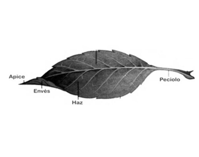 TOMi.digital - Partes de la hoja