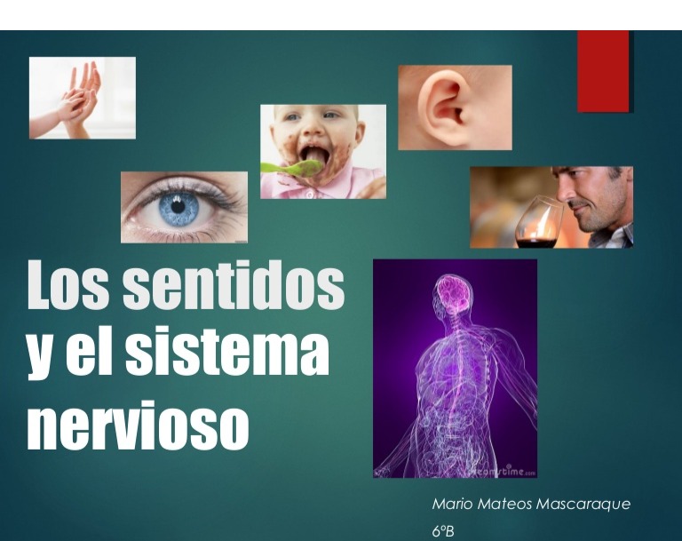 TOMi.digital - Sentidos y Sistema Nervioso (Quinto Primaria)