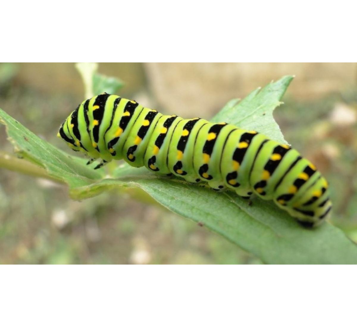 TOMi.digital - La letra que se oye