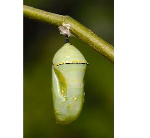 TOMi.digital - The butterfly life cycle