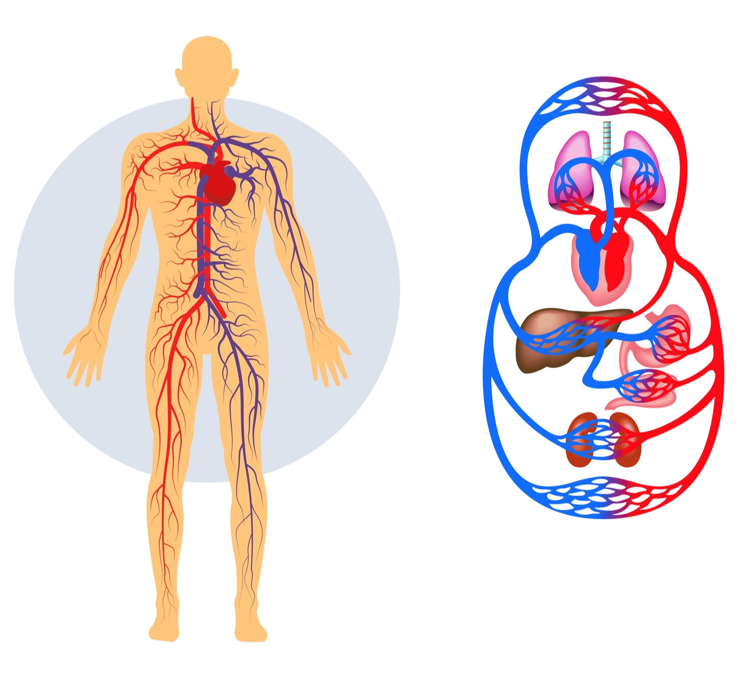 TOMi.digital - Nutrición Heterótrofa