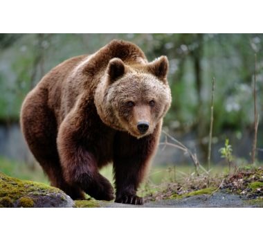 TOMi.digital - Los animales