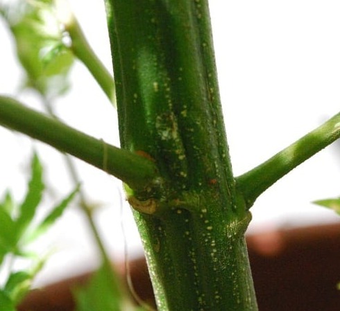 TOMi.digital - Las Plantas