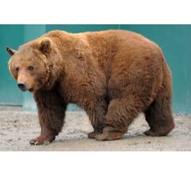 TOMi.digital - Animales Salvajes.