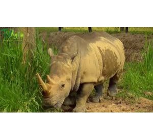 TOMi.digital - Animales Salvajes.