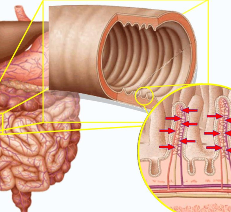 TOMi.digital - ¿Cuanto he aprendido? "homeostasis, insulina y glucagón"