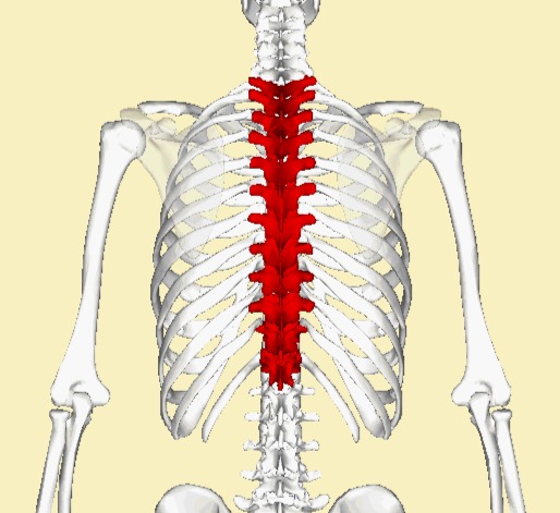 TOMi.digital - Evaluacion sobre huesos humanos