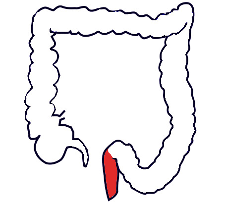 TOMi.digital - Sistema Digestivo 5to Básico