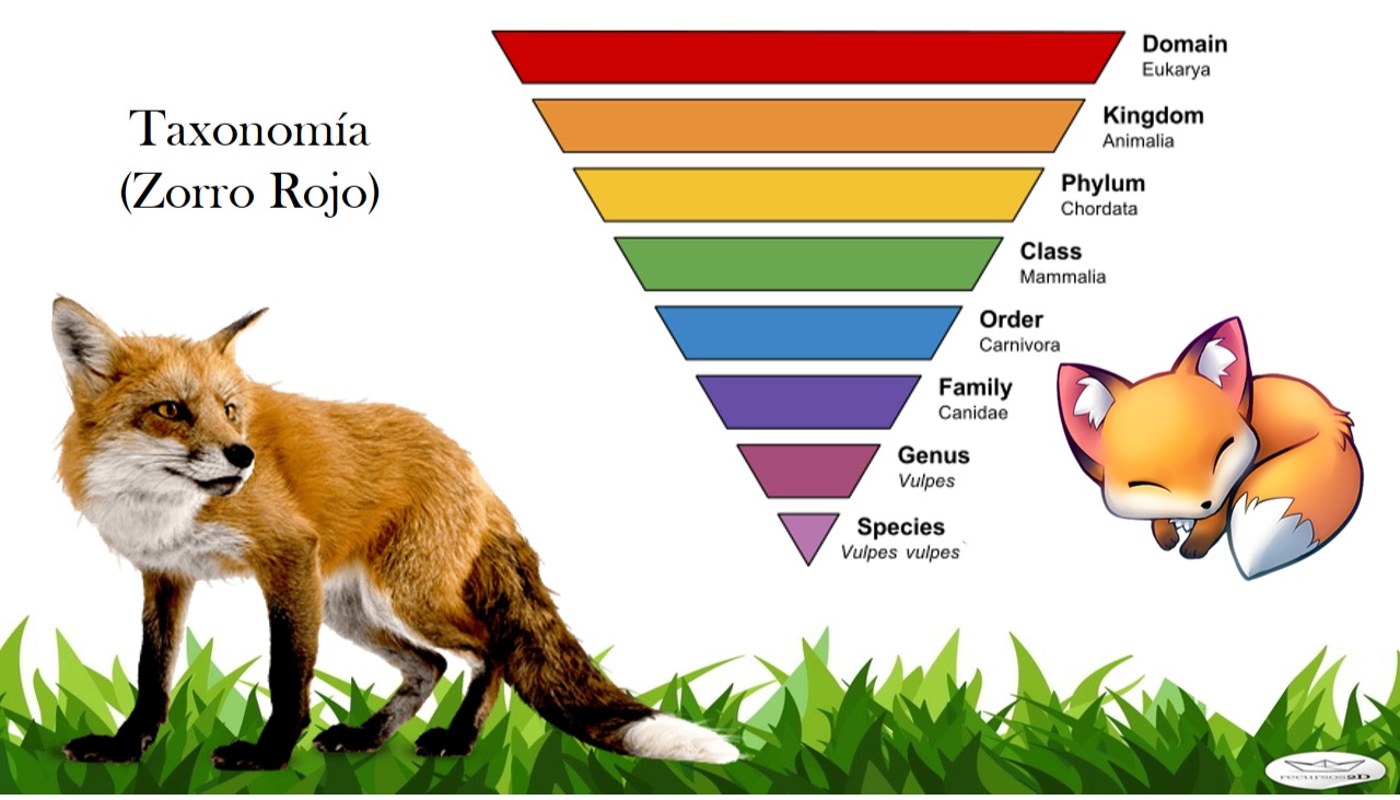 Que Es La Taxonomia En Los Seres Vivos at Barbara Rojas blog