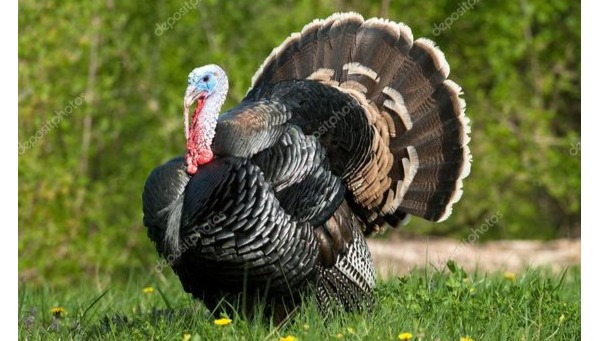 TOMi.digital - Letra V v Claudia Barrios