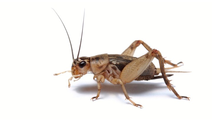 TOMi.digital - Bugs (class 3.5)