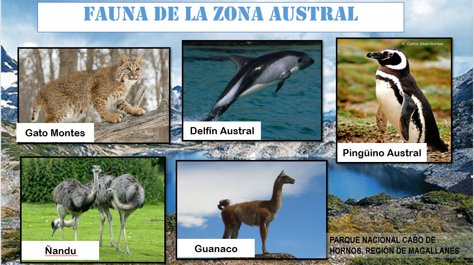 TOMi.digital - CLASE 5 CARACTERÍSTICAS GEOGRÁFICAS DE LA ZONA AUSTRAL