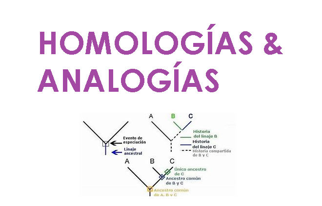 Estructuras Homólogas Vs Análogas
