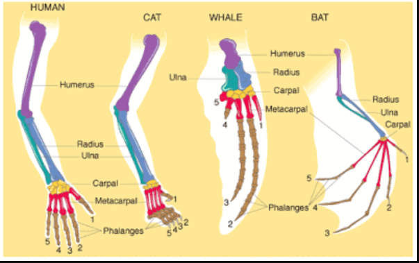 TOMi.digital - Homologías y analogías