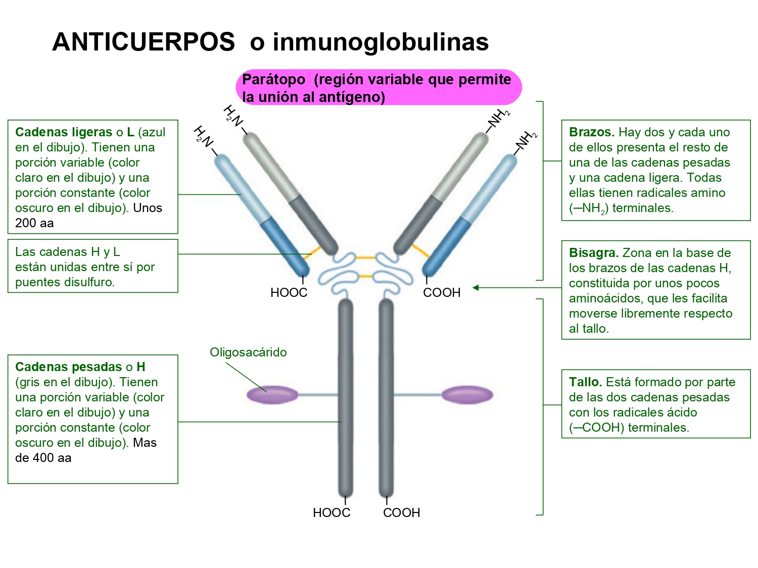 TOMi.digital - Inmunidad especifica, Biología Liceo Canadiense