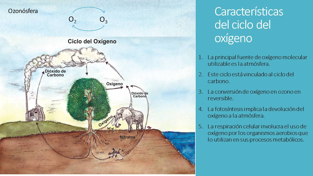 TOMi.digital - 8° Grado - Ciclos biogeoquímicos