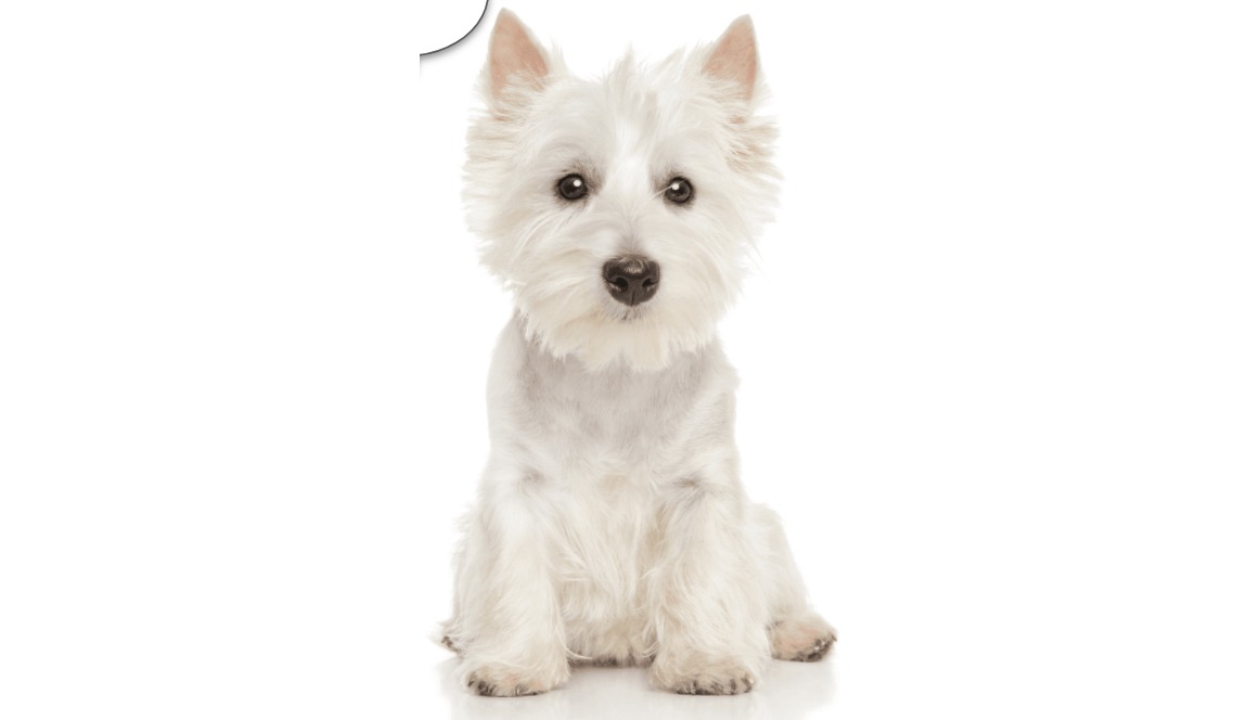 TOMi.digital - Los Animales