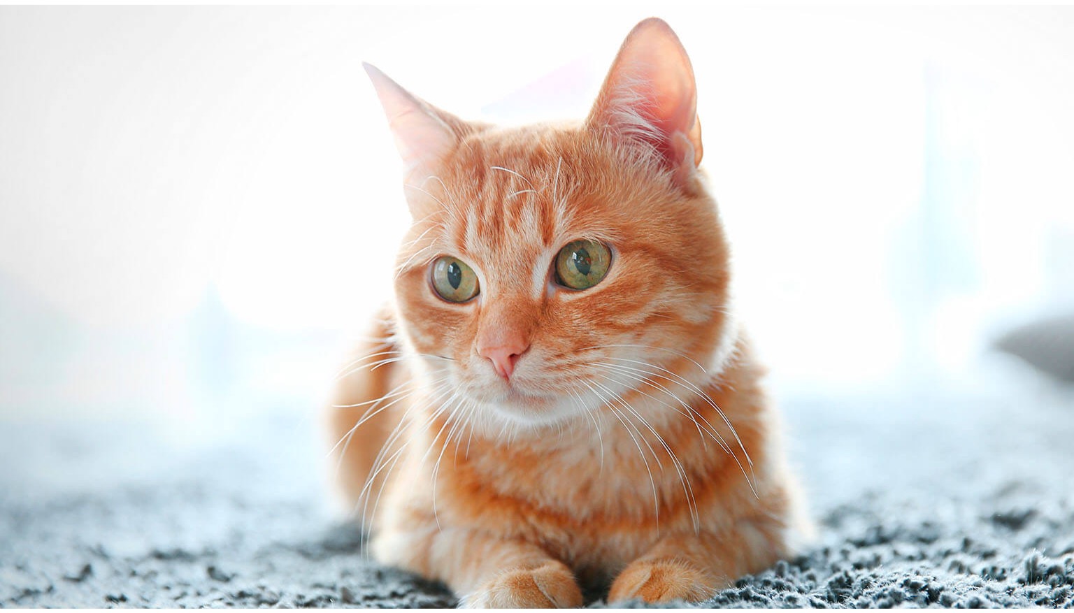 TOMi.digital - Aprendo con rimas