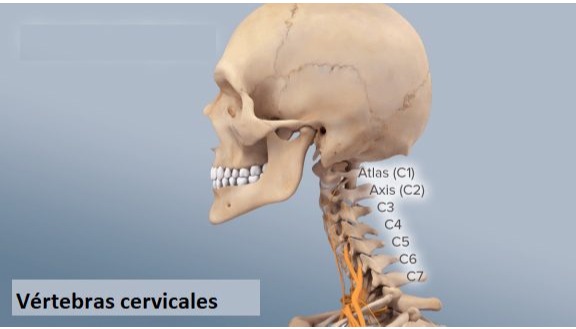 TOMi.digital - Clase 5: Cráneo y columna cervical