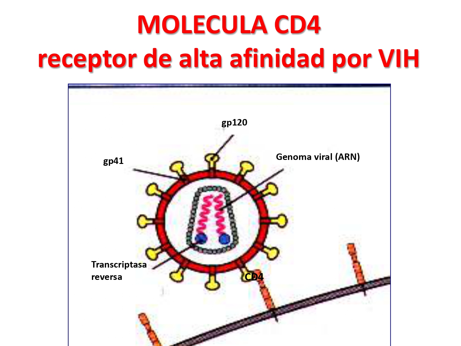 TOMi.digital - VIH/SIDA, Biología, Liceo Canadiense R.