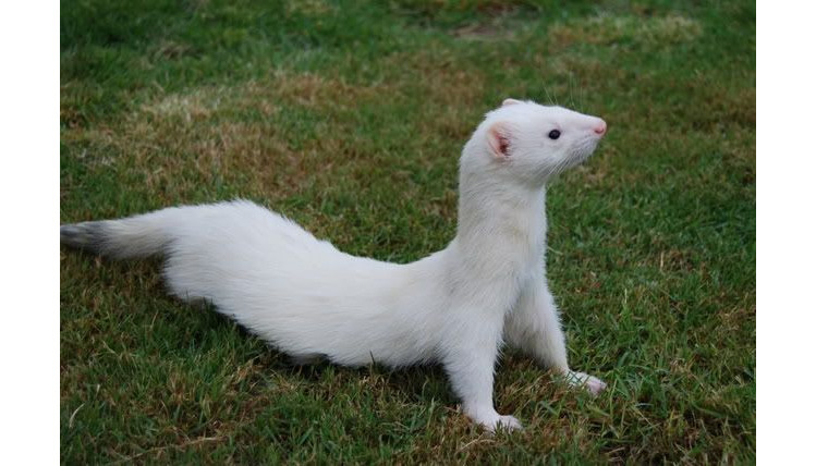 TOMi.digital - FINAL CLASS SECOND BASIC