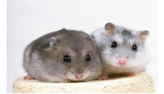 TOMi.digital - FINAL CLASS SECOND BASIC