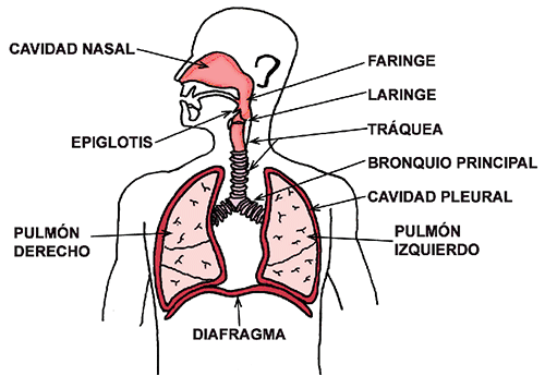 TOMi.digital - Repaso Anatomía I