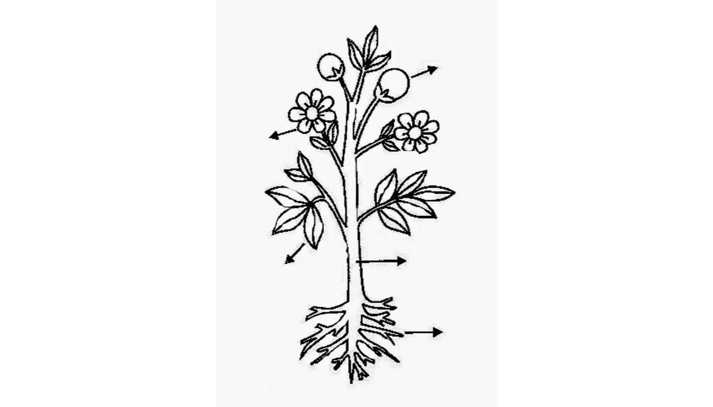 TOMi.digital - LAS PLANTAS