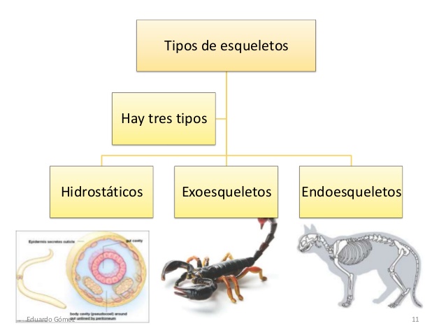 Endoesqueleto Vs Exoesqueleto