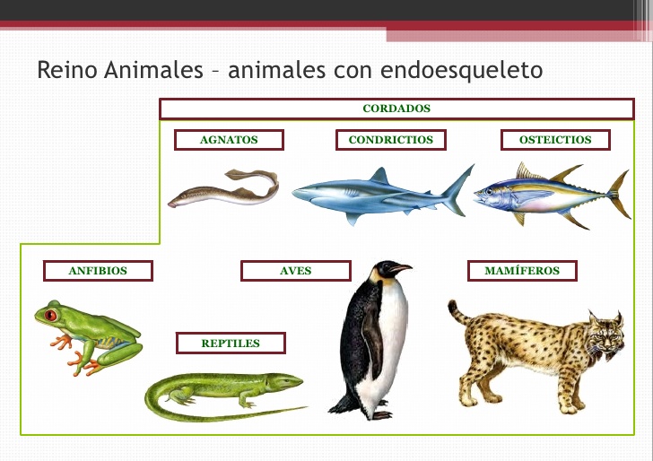 TOMi.digital - Biologìa Sistemas Esqueletios