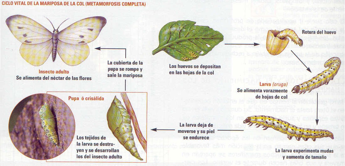 TOMi.digital - Reproducción de Animales