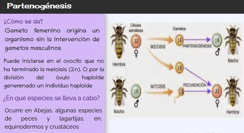 Definicin De Partenognesis Que Es Segun La Rae Partenogénesis