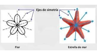 Flor De Simetria Rotacional