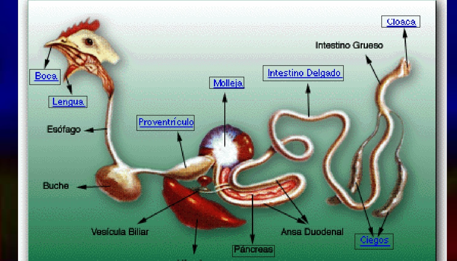 TOMi.digital - AVICULTURA 7.- EVALUACIÓN AVICULTURA: GALLINA PONEDORA.