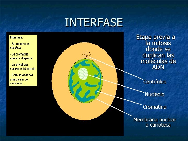 TOMi.digital - Mitosis. Reproducción celular
