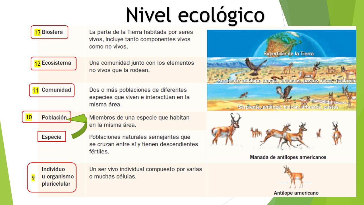 Que Es Niveles Ecologicos En Biologia Molecular - Infoupdate.org