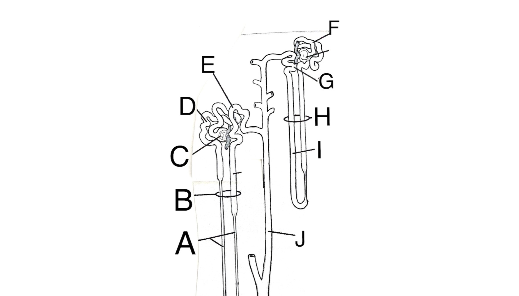 TOMi.digital - 1 parcial anatomía
